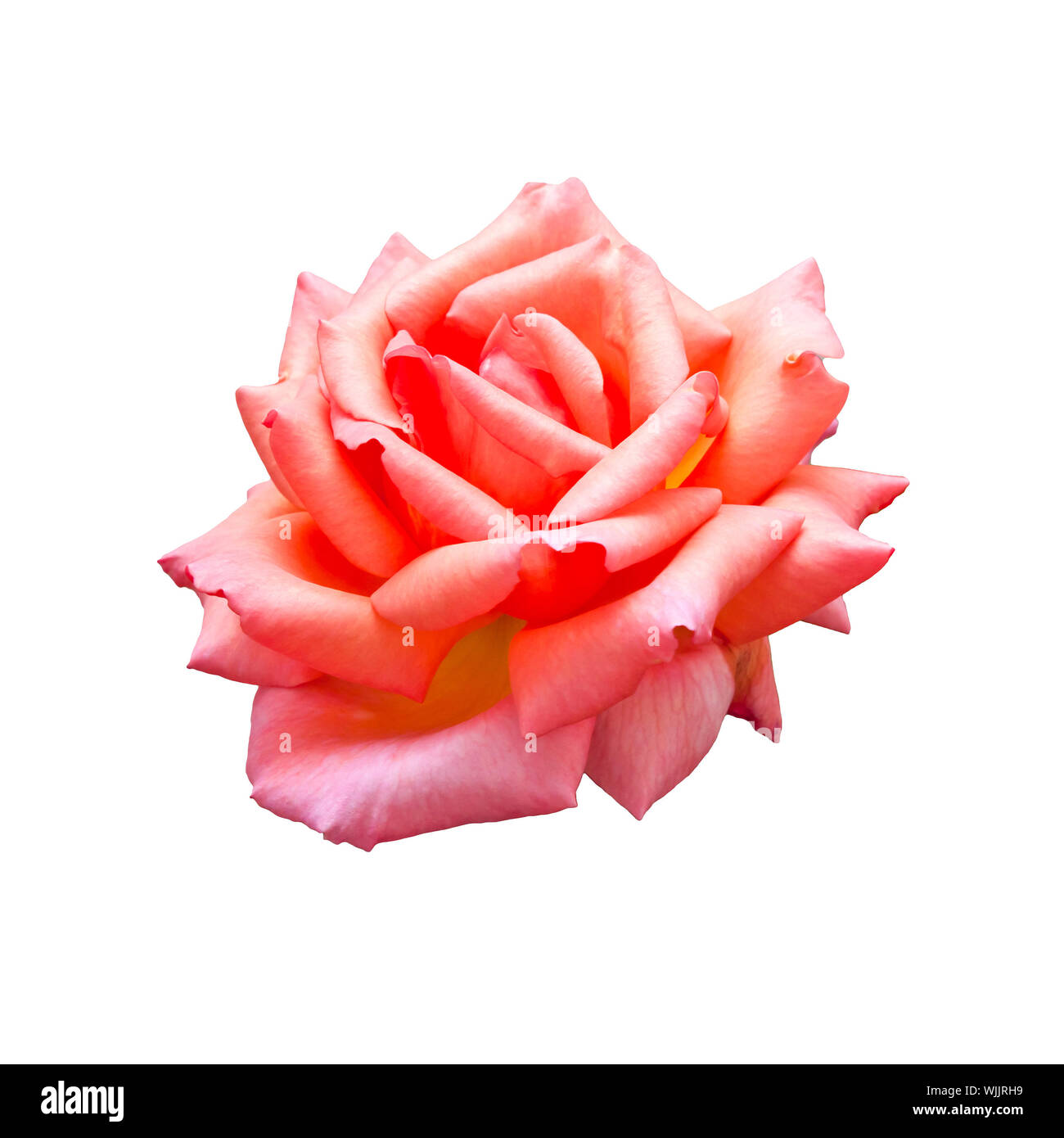An image of a nice rose isolated on white Stock Photo - Alamy