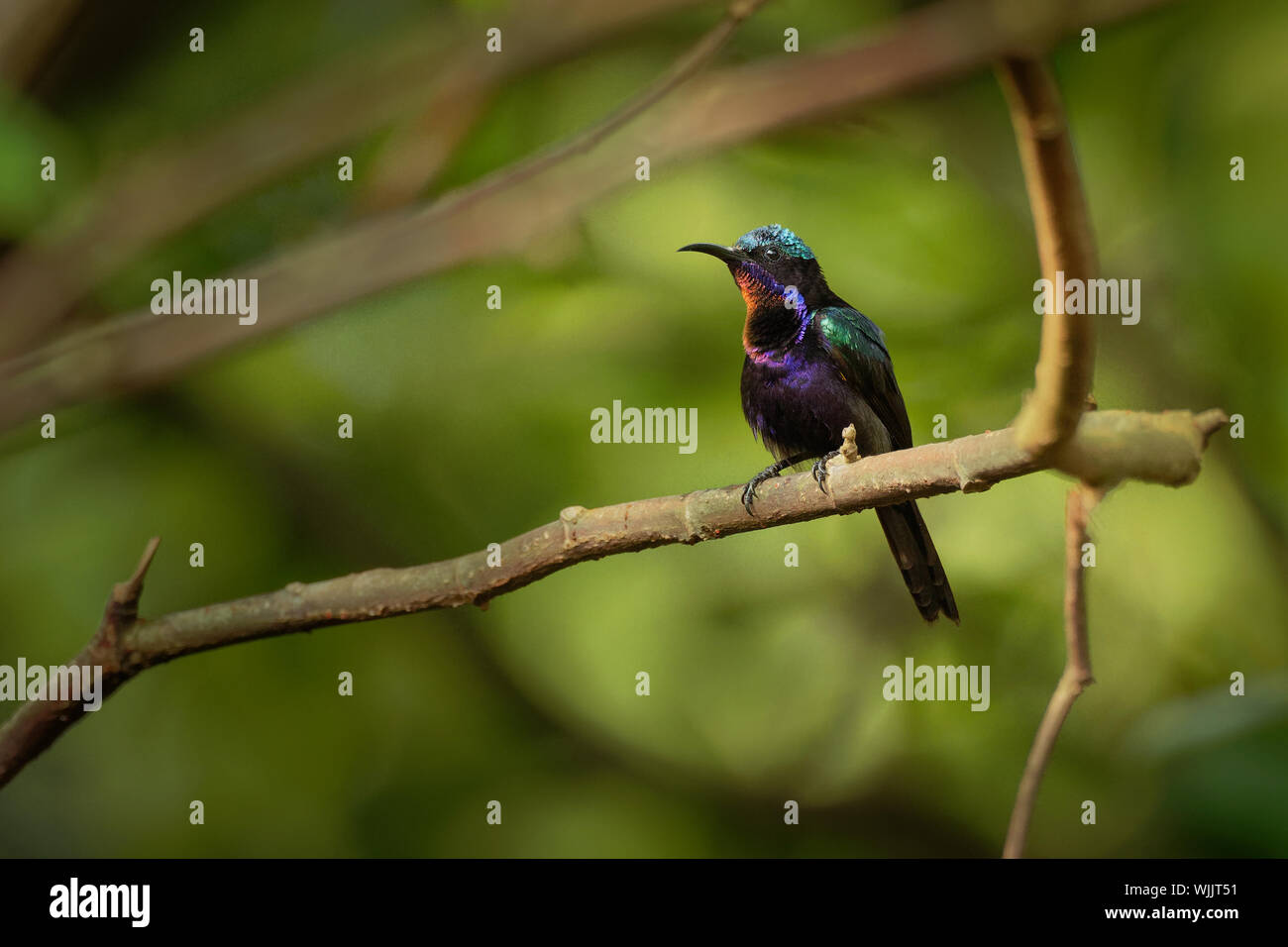 Asian Sunbird Species High Resolution Stock Photography and Images - Alamy