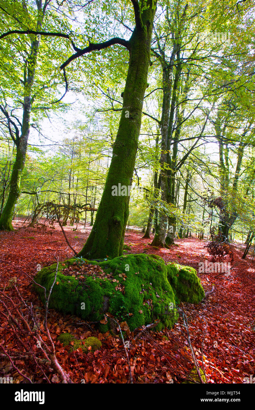 Selva de irati hi-res stock photography and images - Alamy