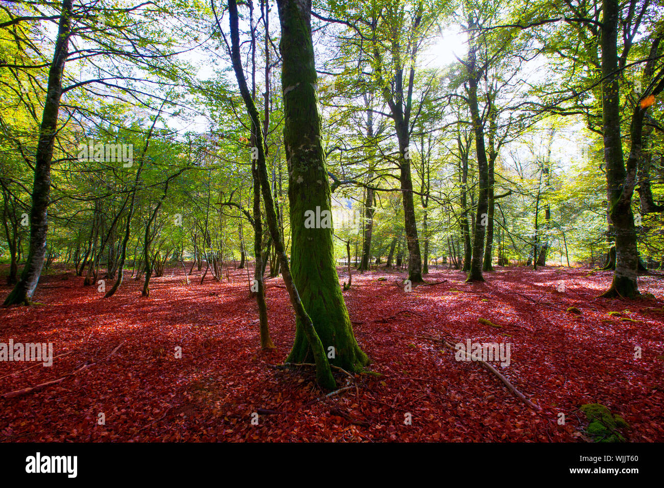Selva de irati hi-res stock photography and images - Alamy