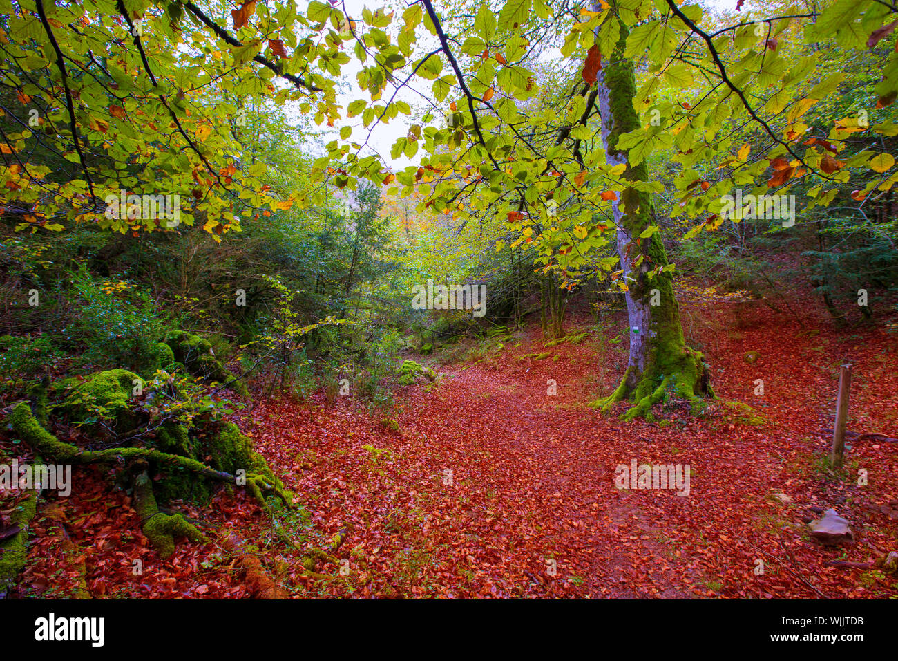 Autumn Selva de Irati fall beech jungle in Navarra Pyrenees of Spain ...
