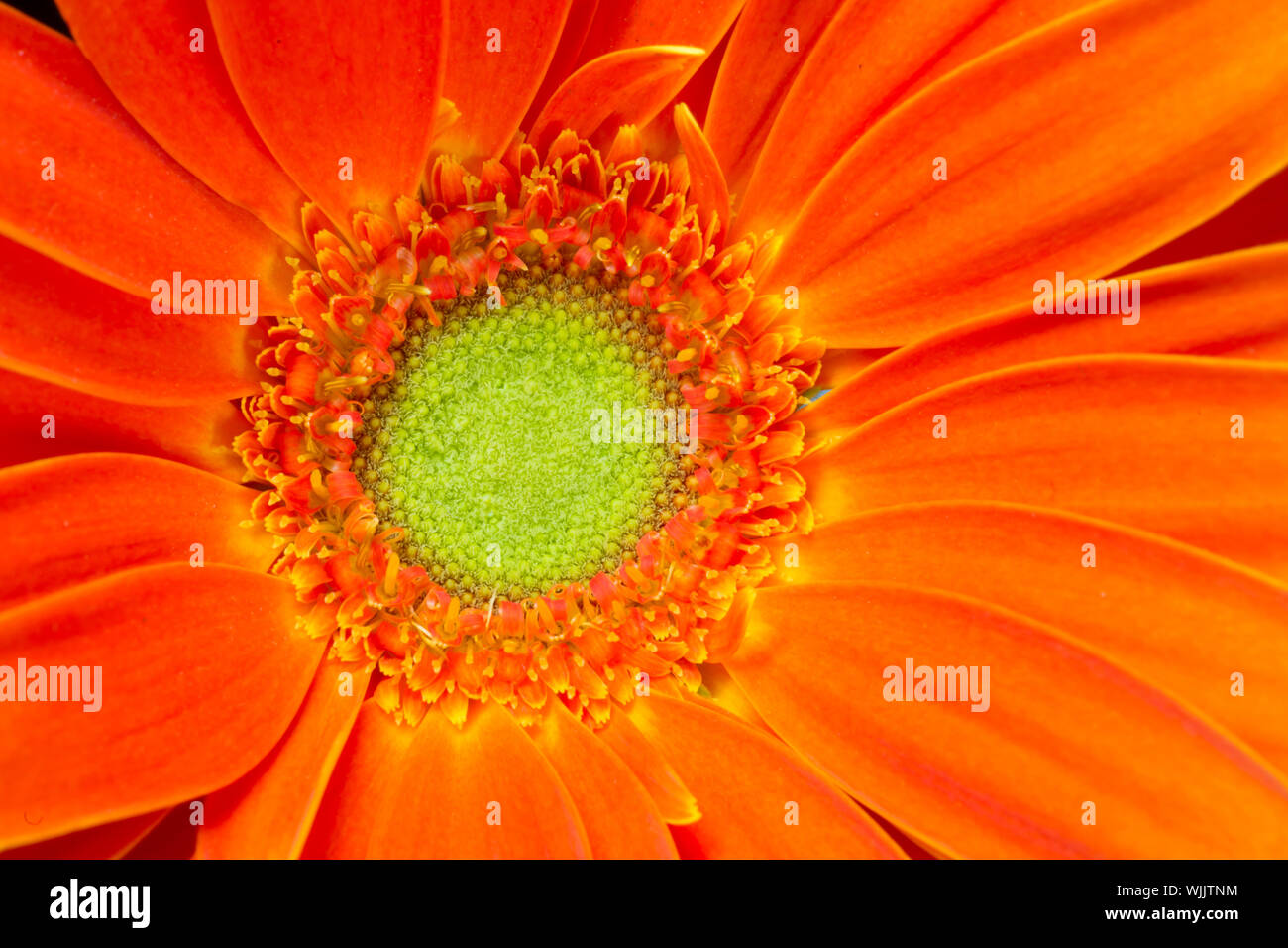 Stamens Receptacle Carpels and Petals are shown in this flower portrait ...