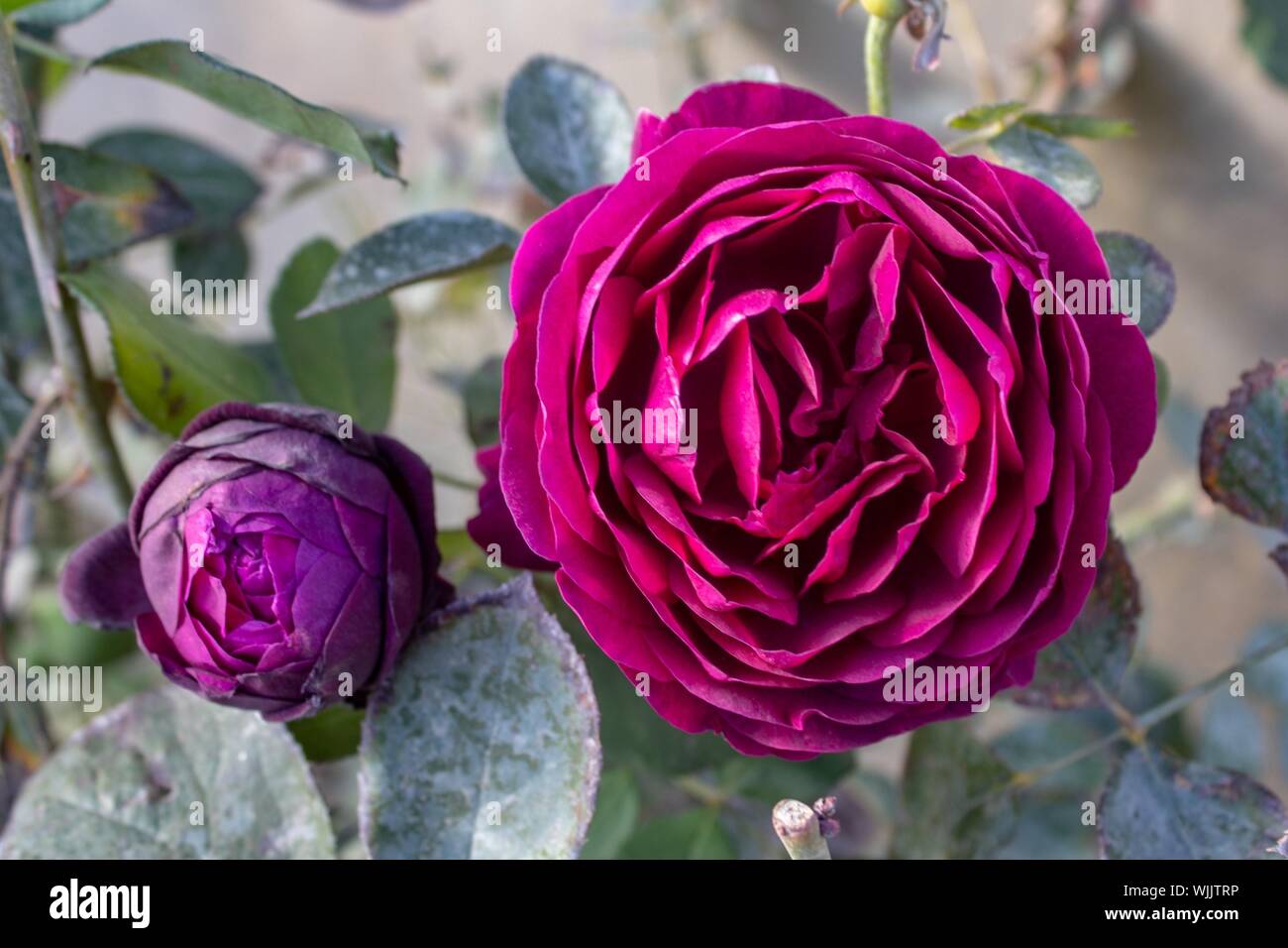 Open & Close Stock Photo - Alamy