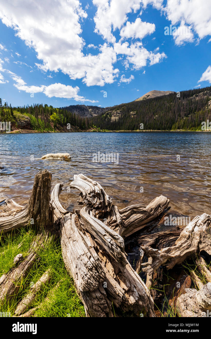 Platinum colored Golden Retriever dog swimming in Boss Lake; elevation ...