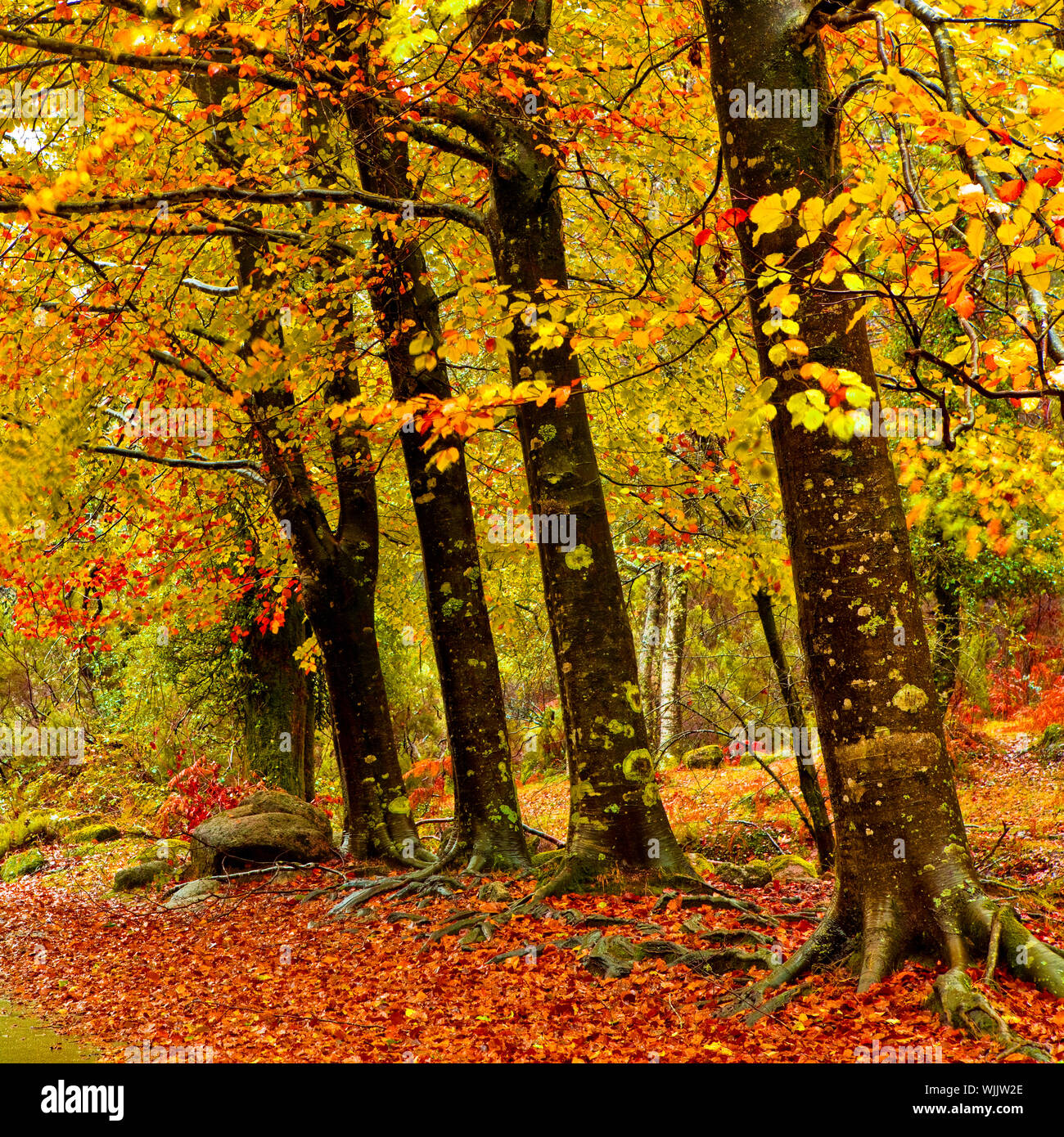 Autumn landscape with beautiful colored trees Stock Photo - Alamy