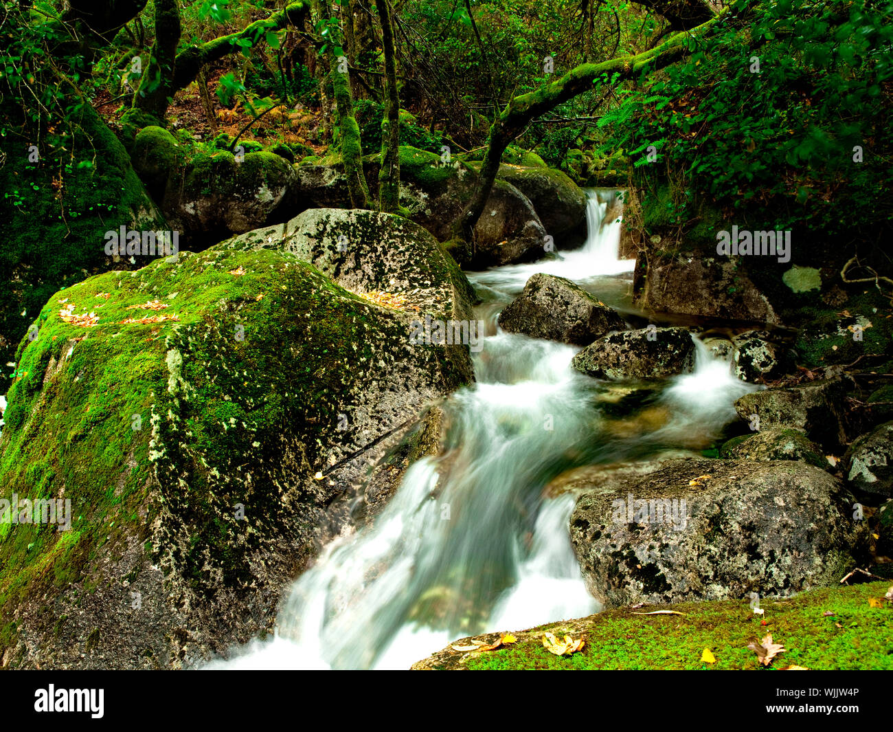 Beautiful river flowing by the forest during the Spring season Stock ...