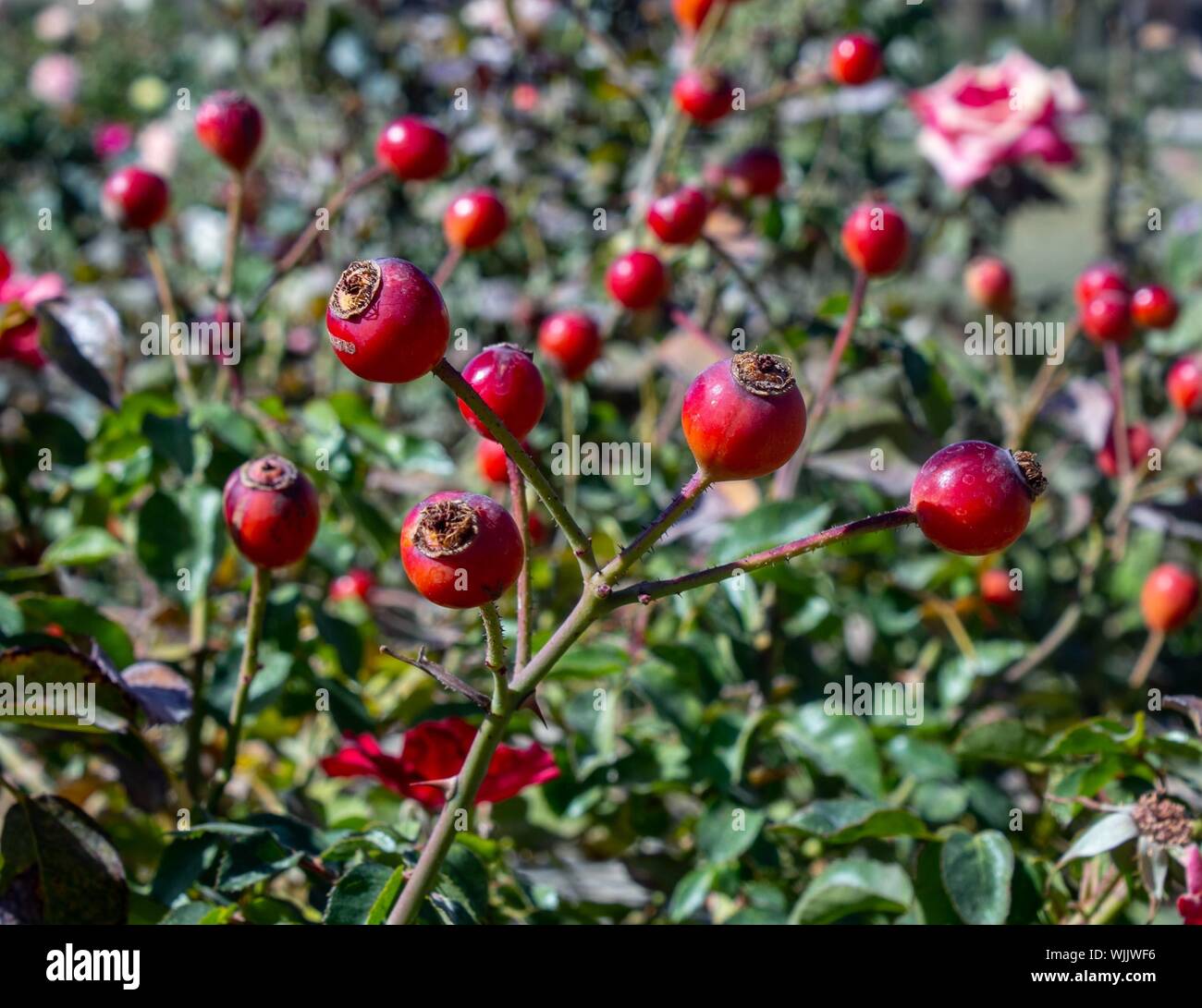 Without hair hi-res stock photography and images - Alamy
