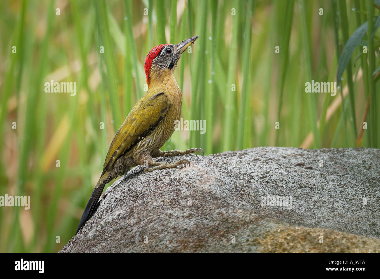 Laced Woodpecker - Picus vittatus species of bird in the family Picidae ...