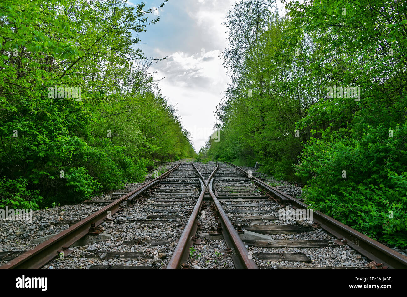 crossing of two railroads in wood Stock Photo - Alamy