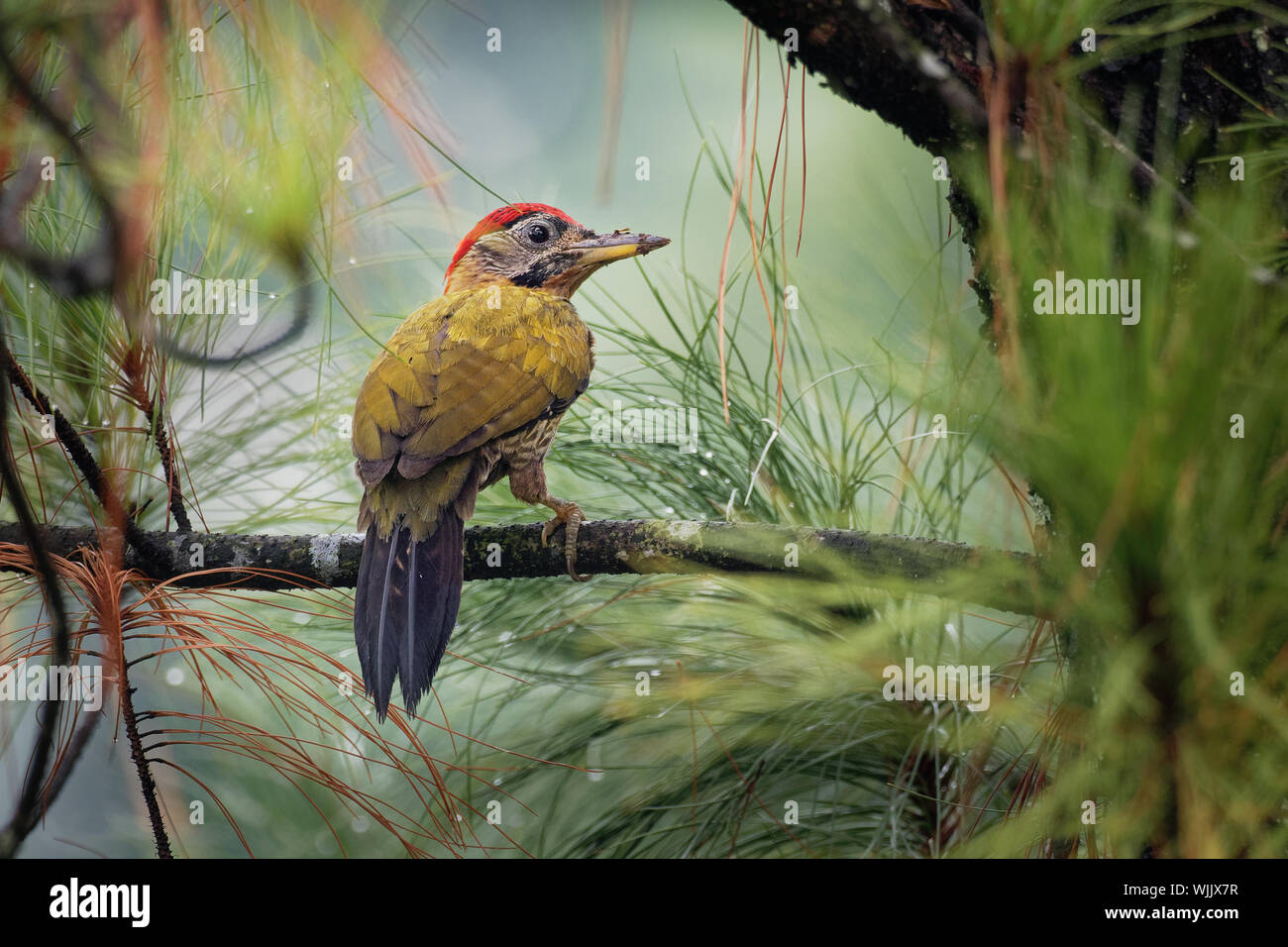 Laced Woodpecker - Picus vittatus species of bird in the family Picidae ...