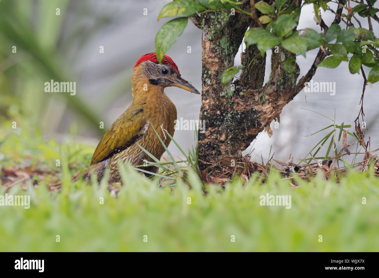 Laced Woodpecker - Picus vittatus species of bird in the family Picidae ...