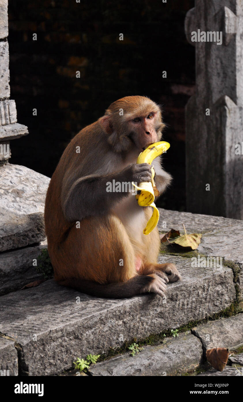 Two Monkeys Eating Bananas