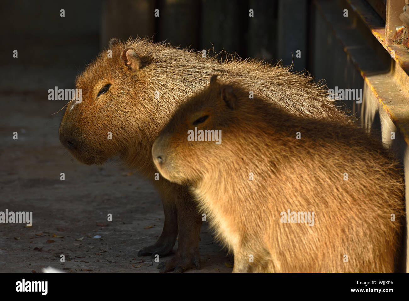 Capybara In Zoo High Resolution Stock Photography and Images - Alamy