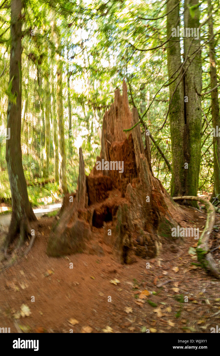 Vancouver pacific spirit park beach hi-res stock photography and images ...