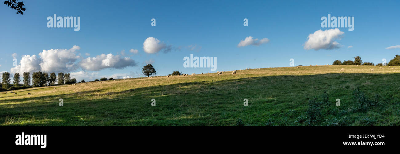 Panorama image of early evening light over English country field Stock ...