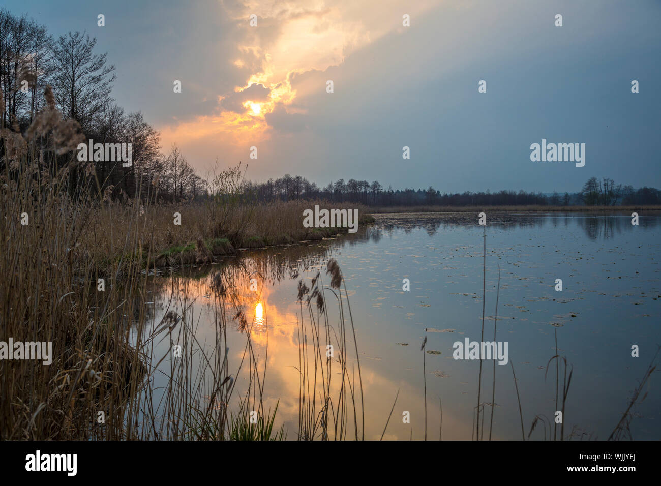 Wanderung durch das Ibmer Moor, Oberösterreich Stock Photo - Alamy