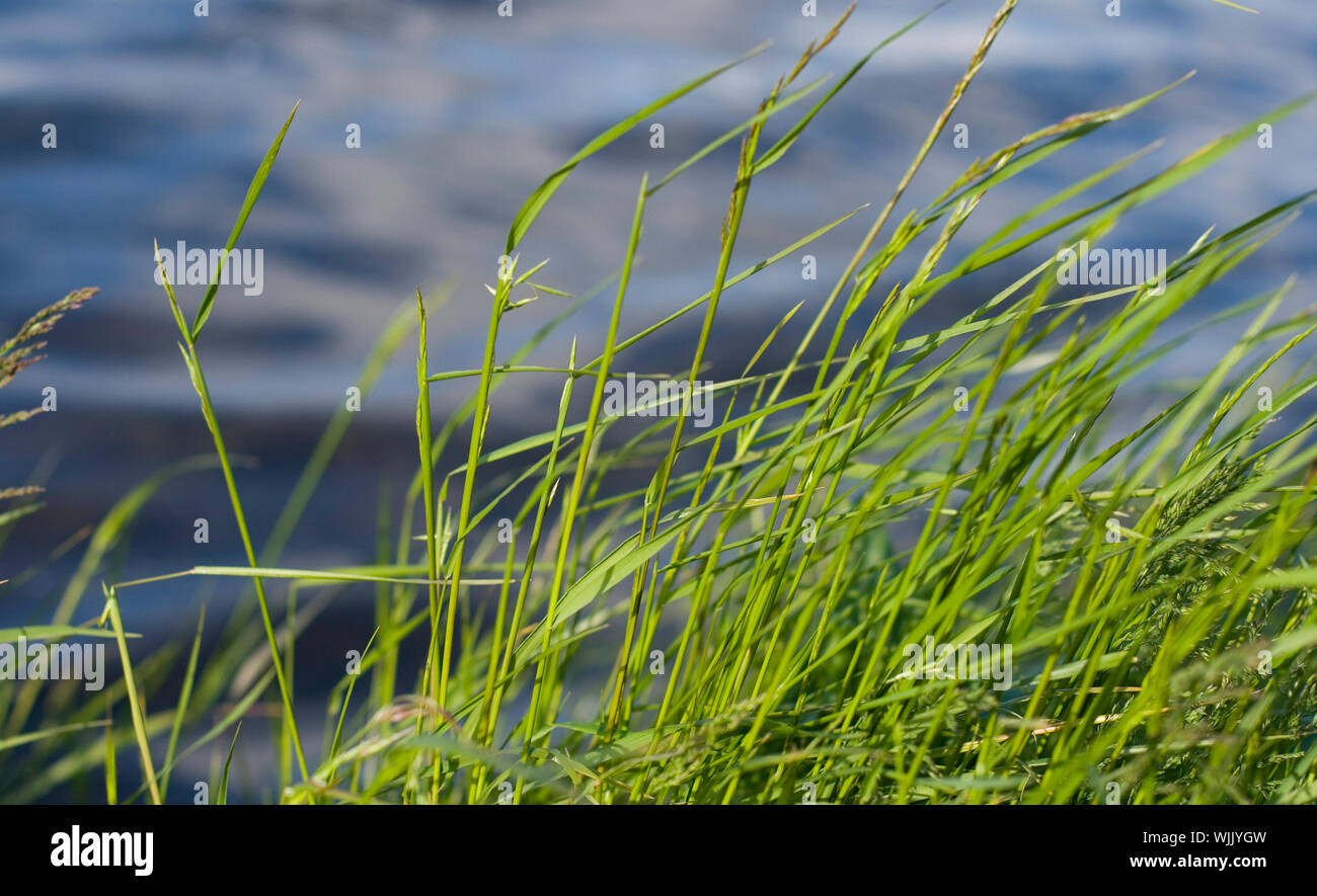 green grass on a beach Stock Photo - Alamy