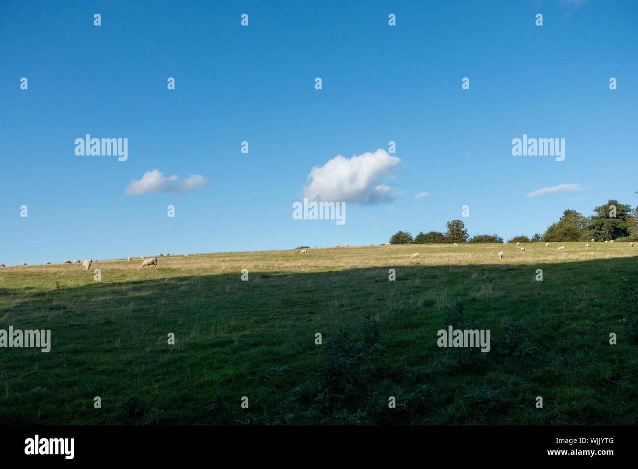 early evening light over English country field Stock Photo - Alamy