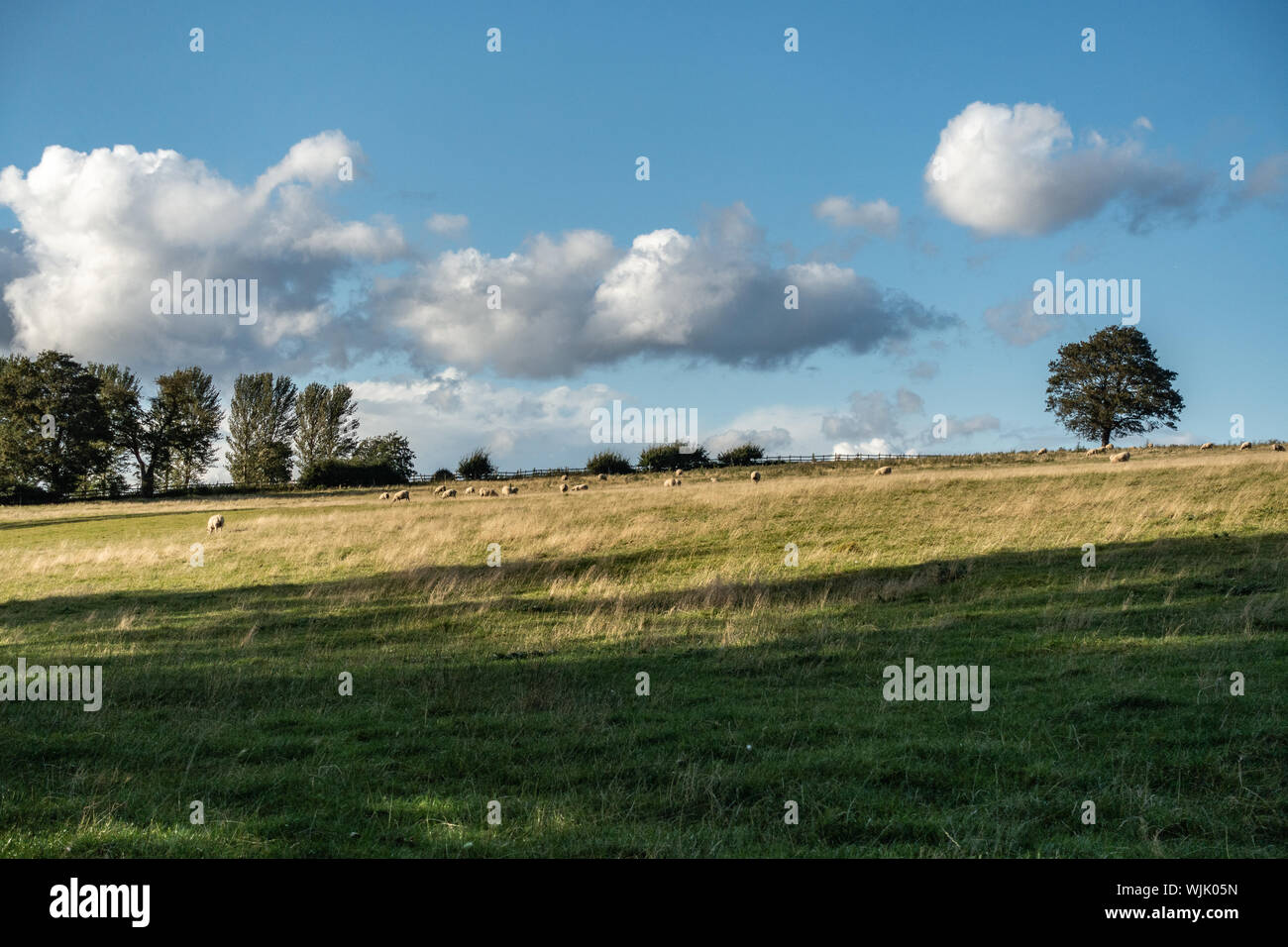early evening light over English country field Stock Photo - Alamy