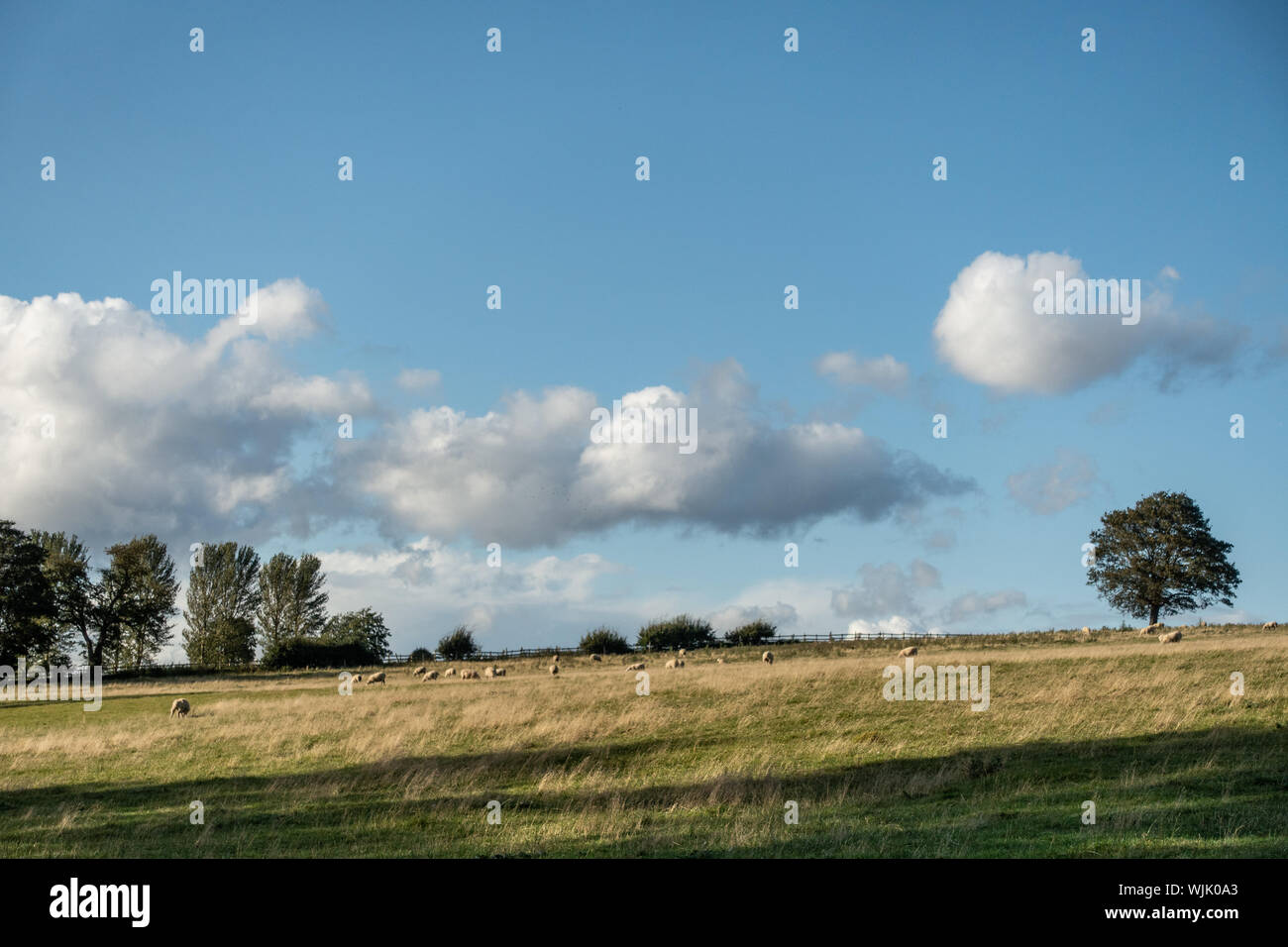 early evening light over English country field Stock Photo - Alamy