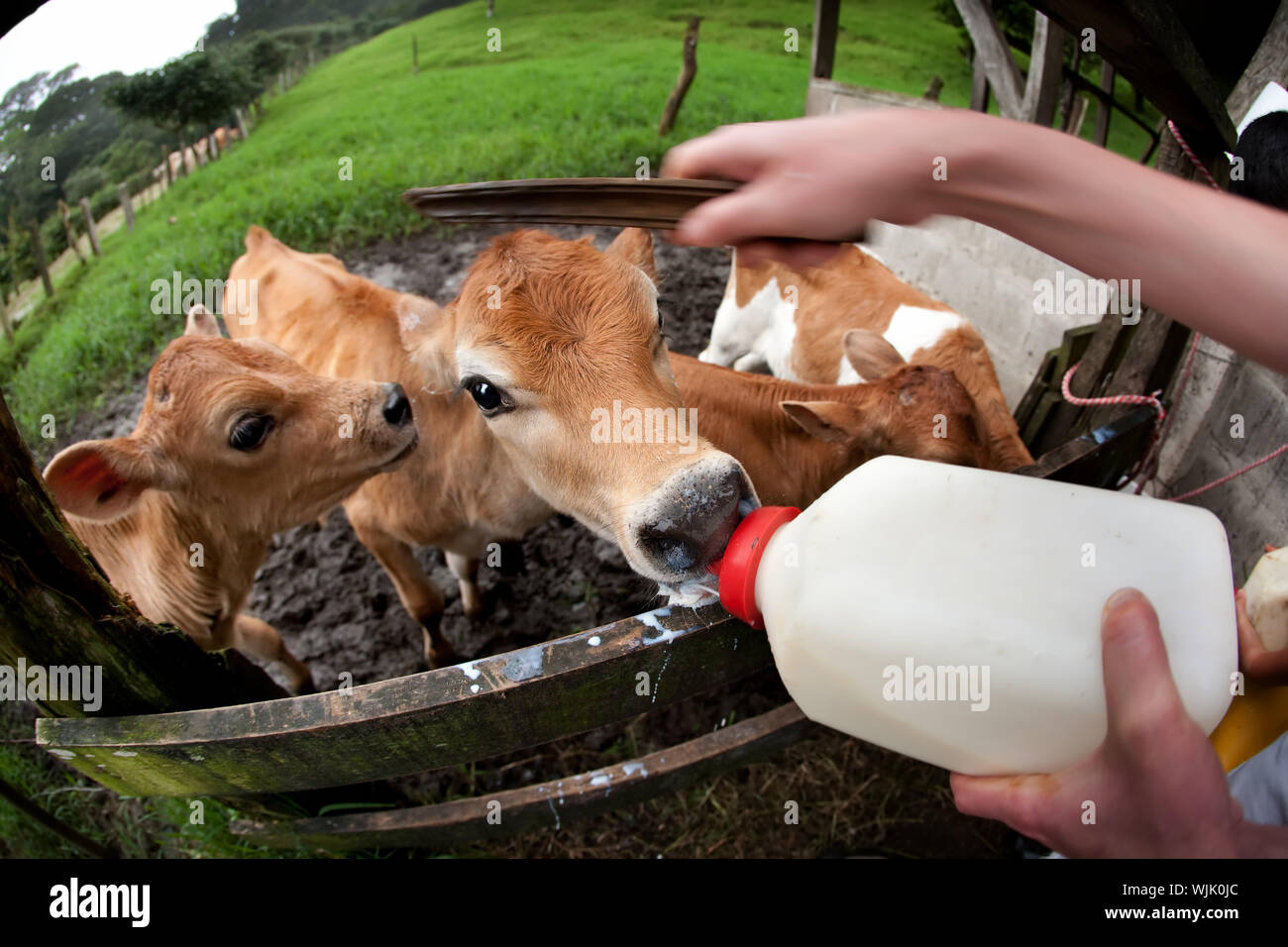 Feeding hungry calves on Costa Rican dairy farm Stock Photo - Alamy