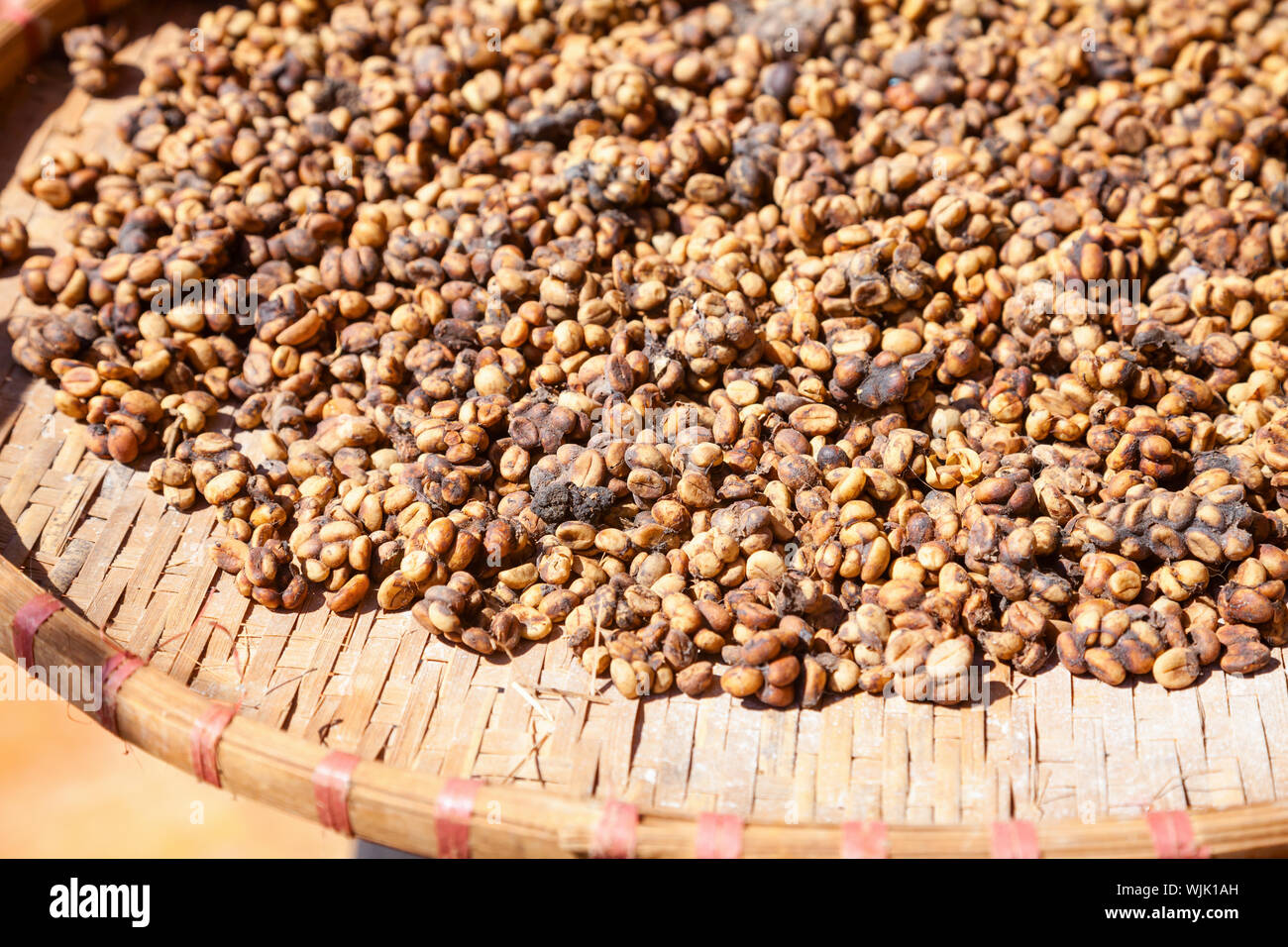 Civet feces with embedded coffee beans - Weasel coffee (Kopi Luwak or ...