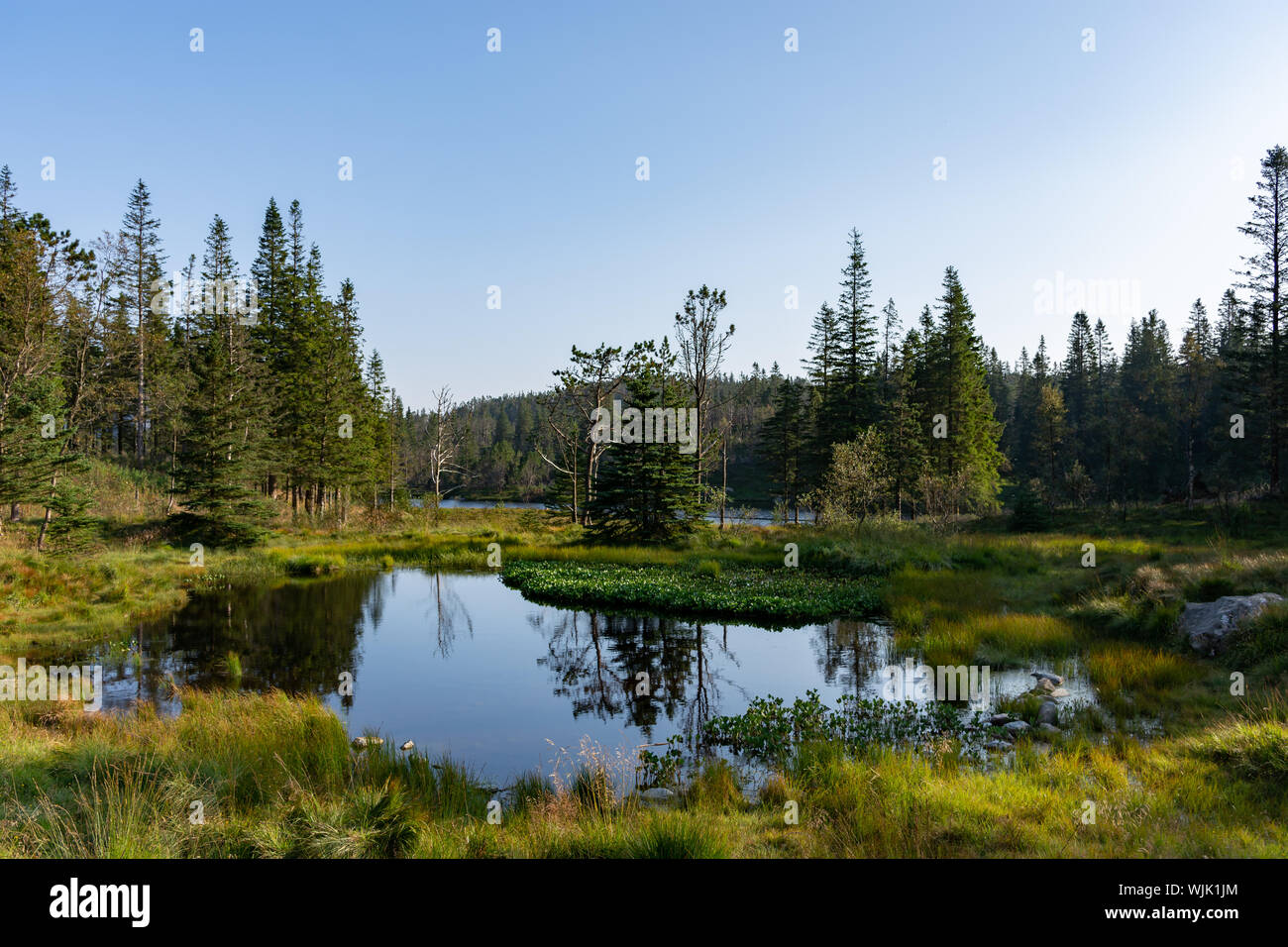 Norwegian forest with evergreen trees in the mid ground, a small pond ...