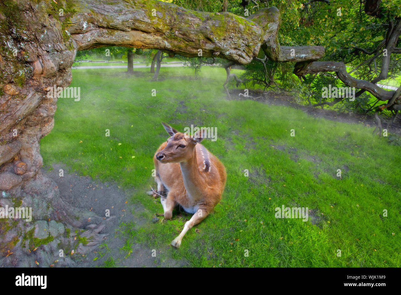 Deer resting under tree hi-res stock photography and images - Alamy