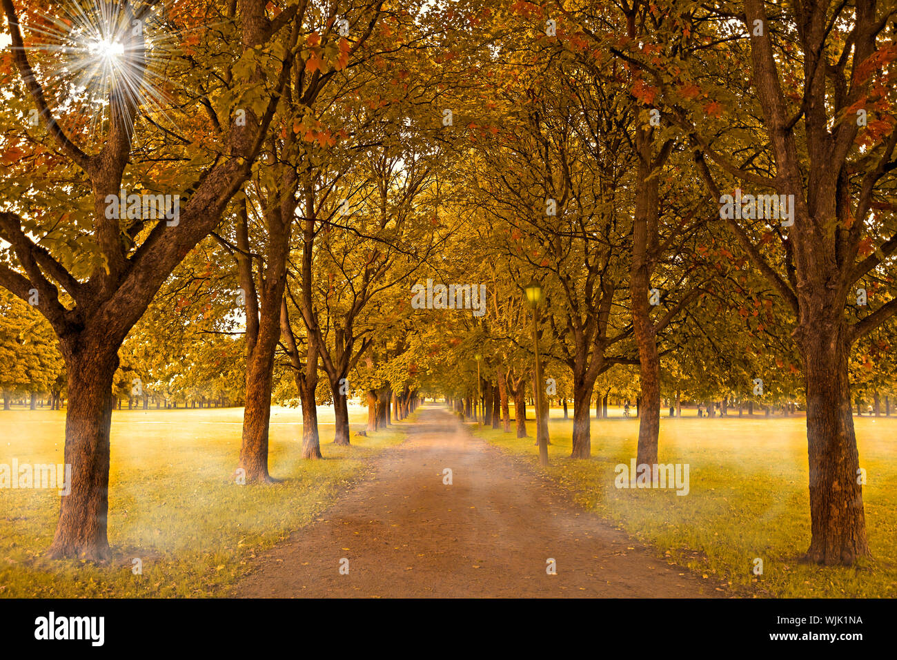 An alley of trees with autumn colors Stock Photo - Alamy