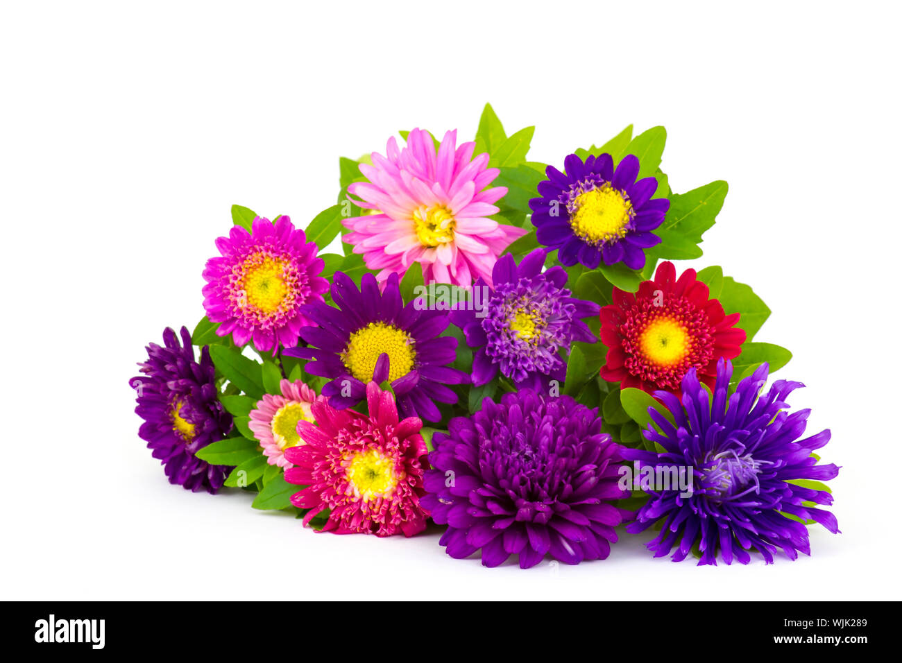 Bouquet of colorful asters flowers on white background Stock Photo - Alamy