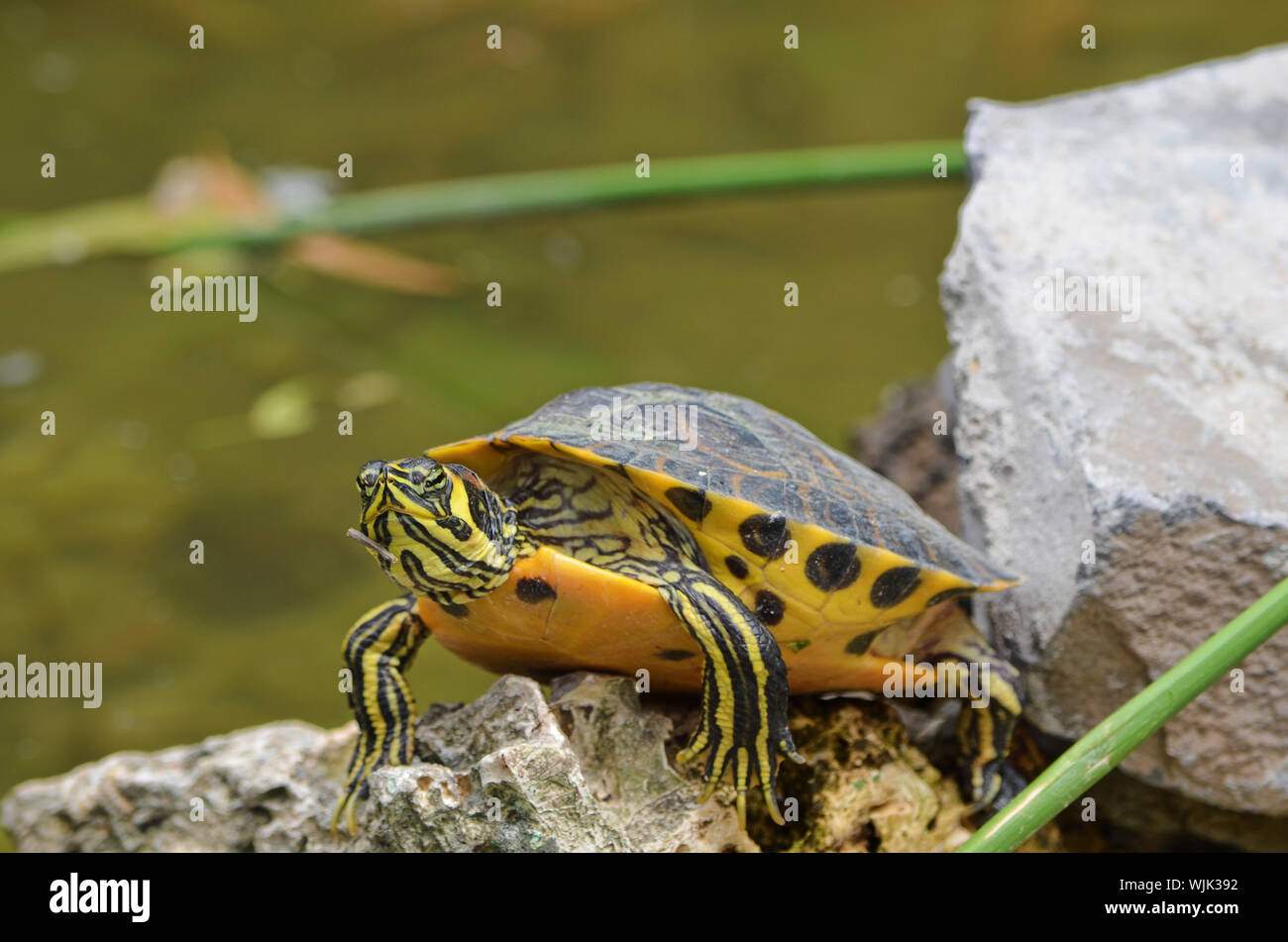 Turtle rock hi-res stock photography and images - Alamy