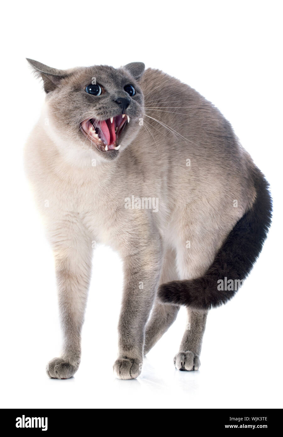 afraid purebred siamese cat in front of white background Stock Photo ...