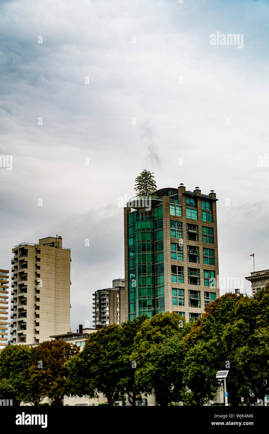 A large tree on apartment rooftop Stock Photo - Alamy