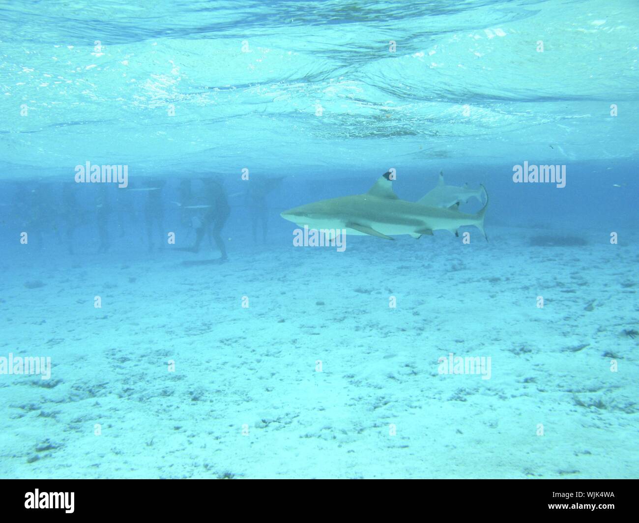 Deep shark hi-res stock photography and images - Alamy