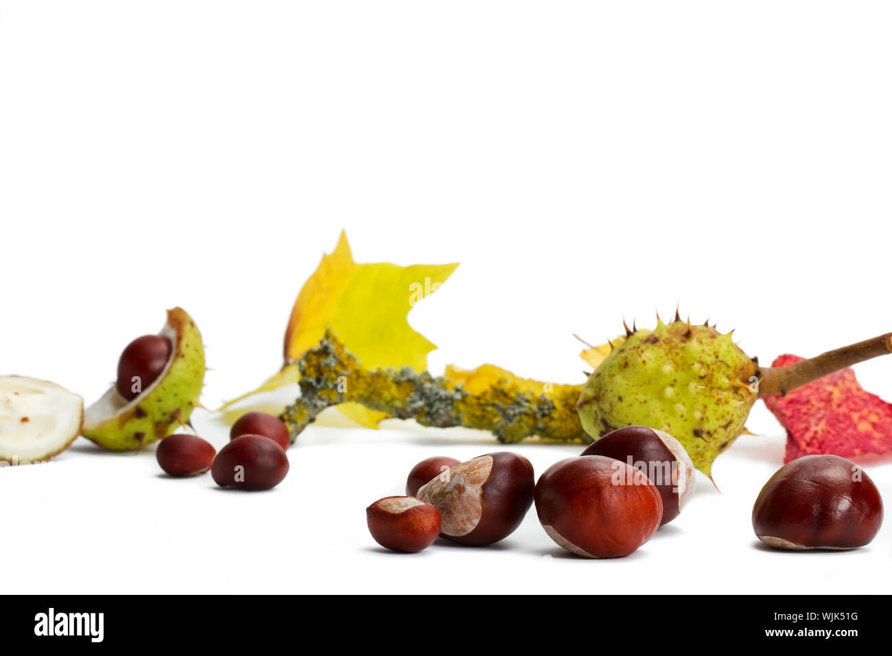 buckeyes in front of branch and leaves on white background Stock Photo ...