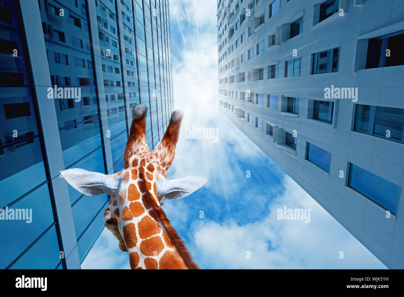 Giraffe by building hi-res stock photography and images - Alamy