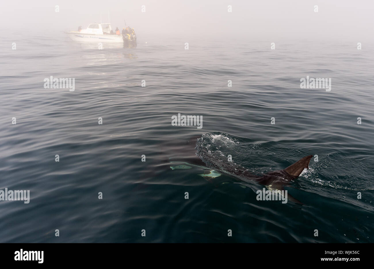 Shark fin water boat hi-res stock photography and images - Alamy