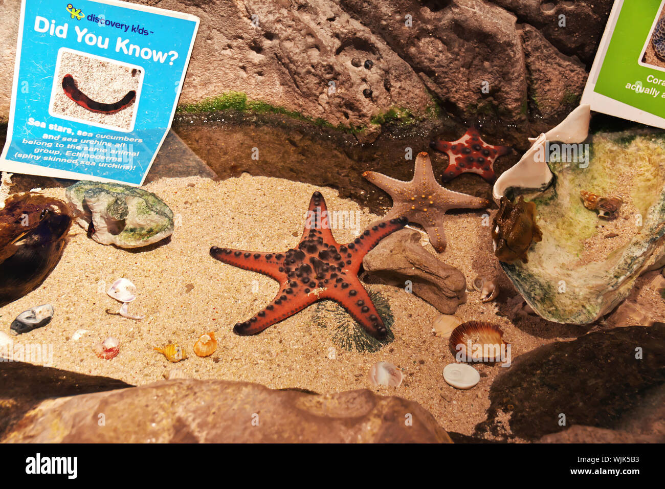 Starfish in Aquarium of Sydney, Australia Stock Photo - Alamy