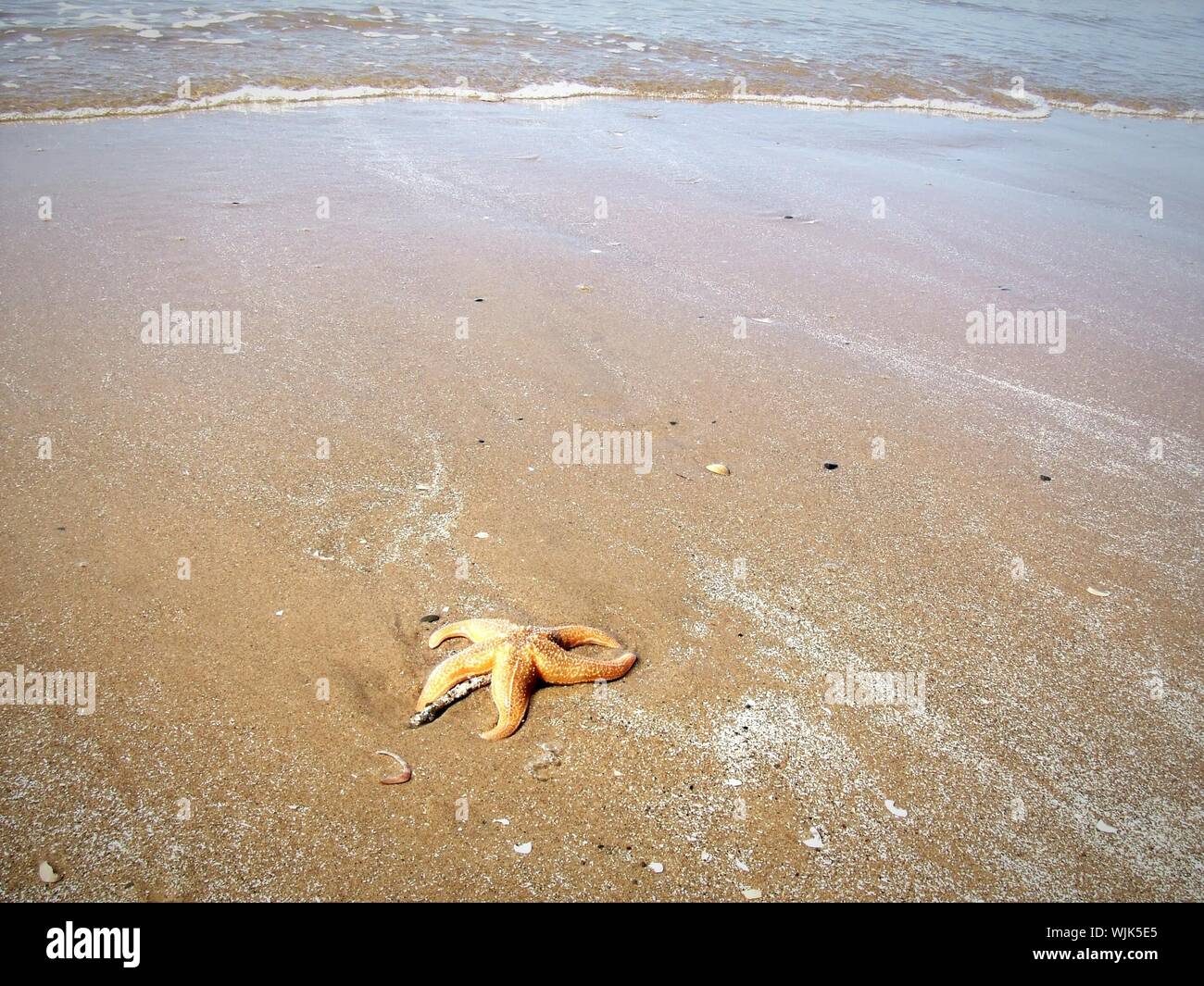 Dead starfish shore hi-res stock photography and images - Alamy