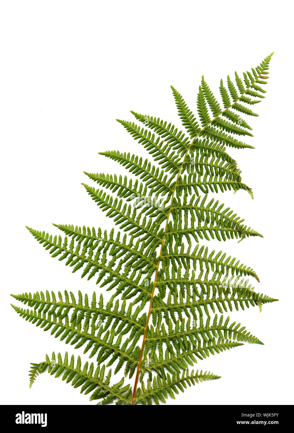 Fern leaf isolated on white background Stock Photo - Alamy