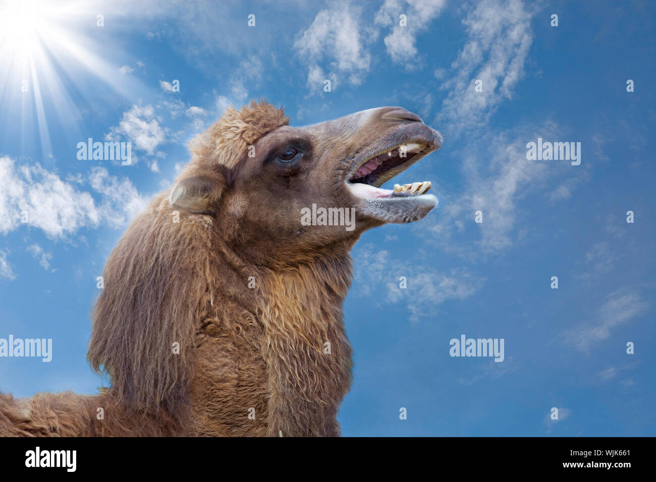 Camel yawning hi-res stock photography and images - Alamy
