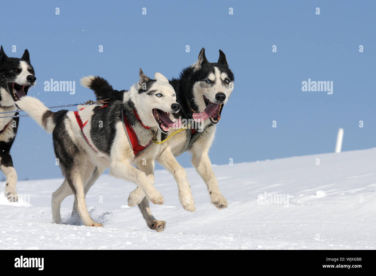 Alaska malamute sled dogs hi-res stock photography and images - Alamy