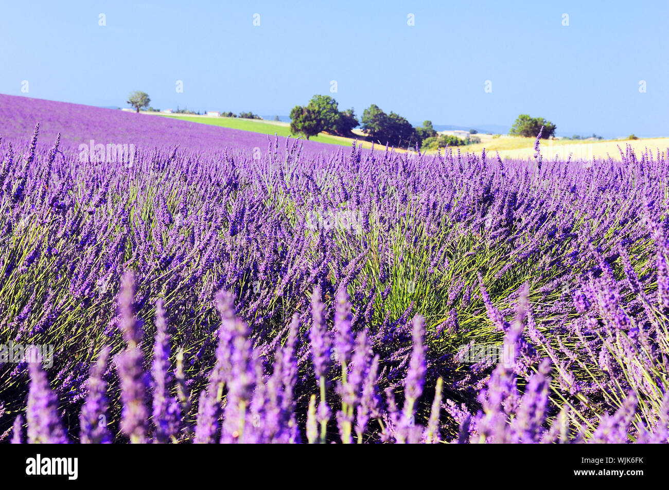Lavender in the landscape Stock Photo - Alamy