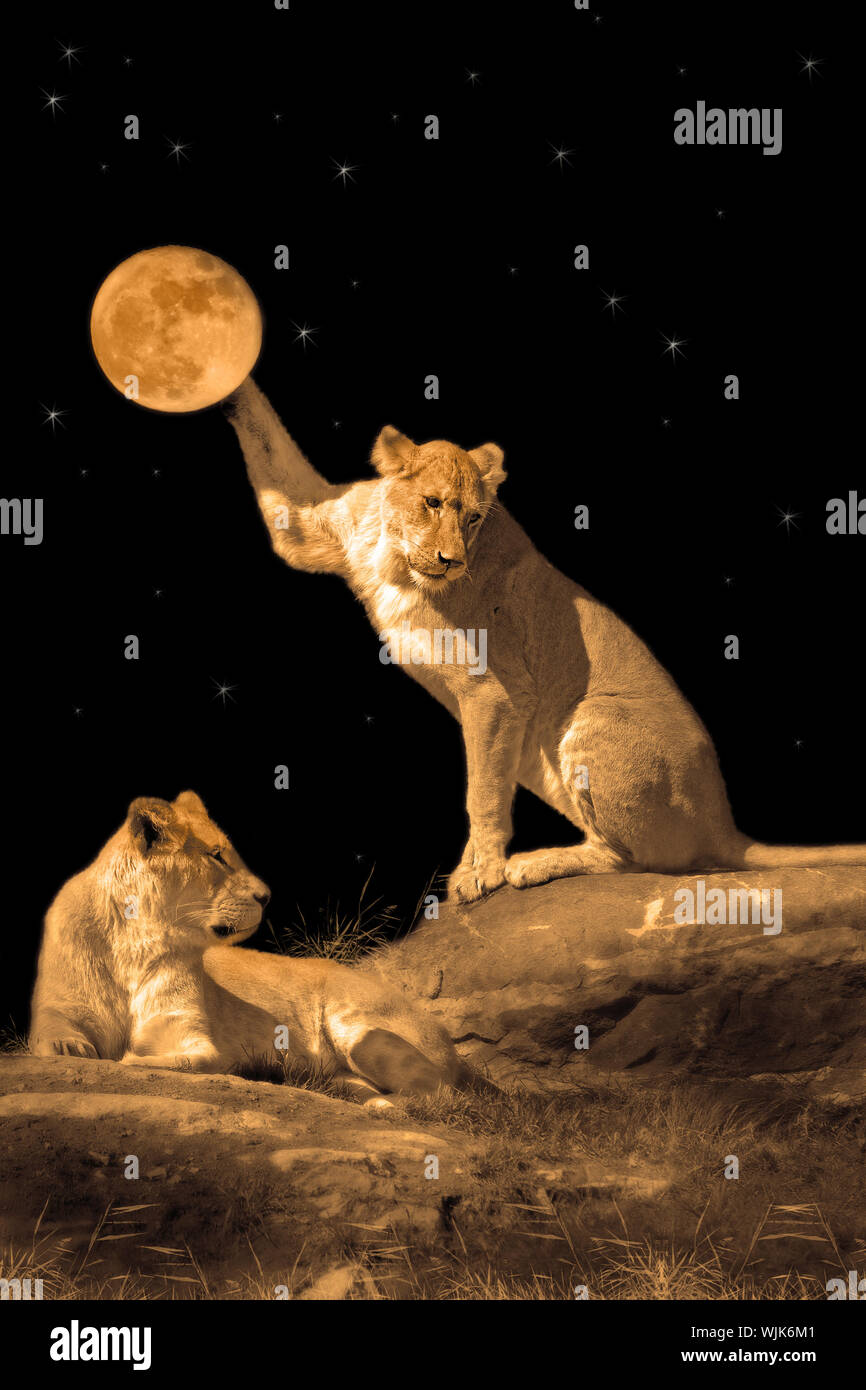 Full moon night jungle hi-res stock photography and images - Alamy