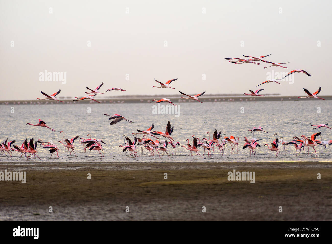 Large flock of pink flamingos in flight at Walvis Bay, Namibia Stock ...