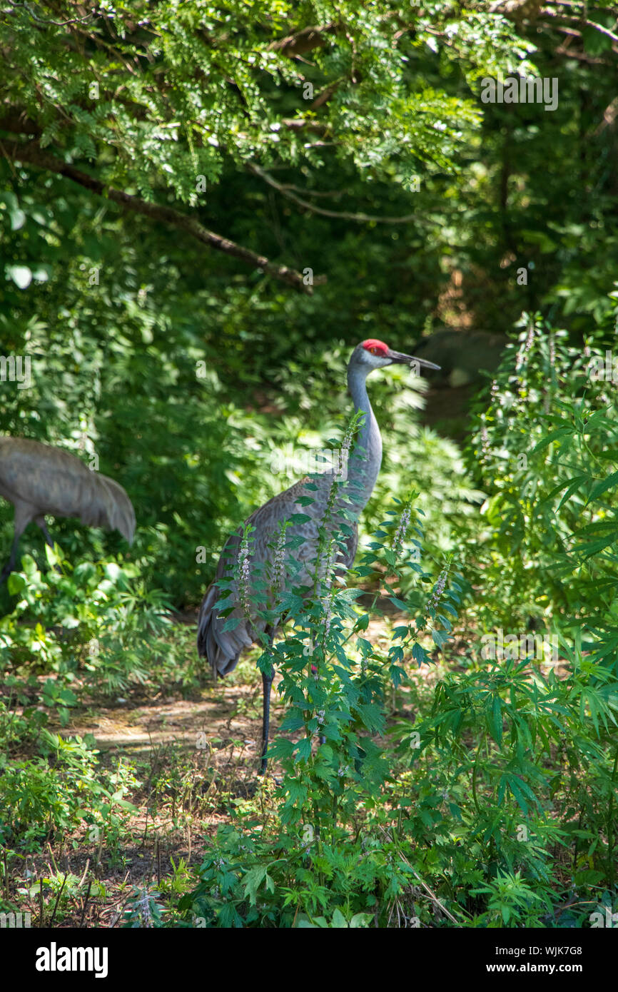 Crane species hi-res stock photography and images - Alamy