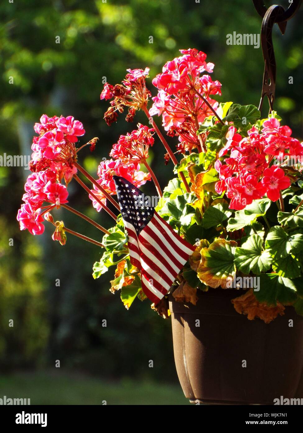 American flag flowers hi-res stock photography and images - Alamy