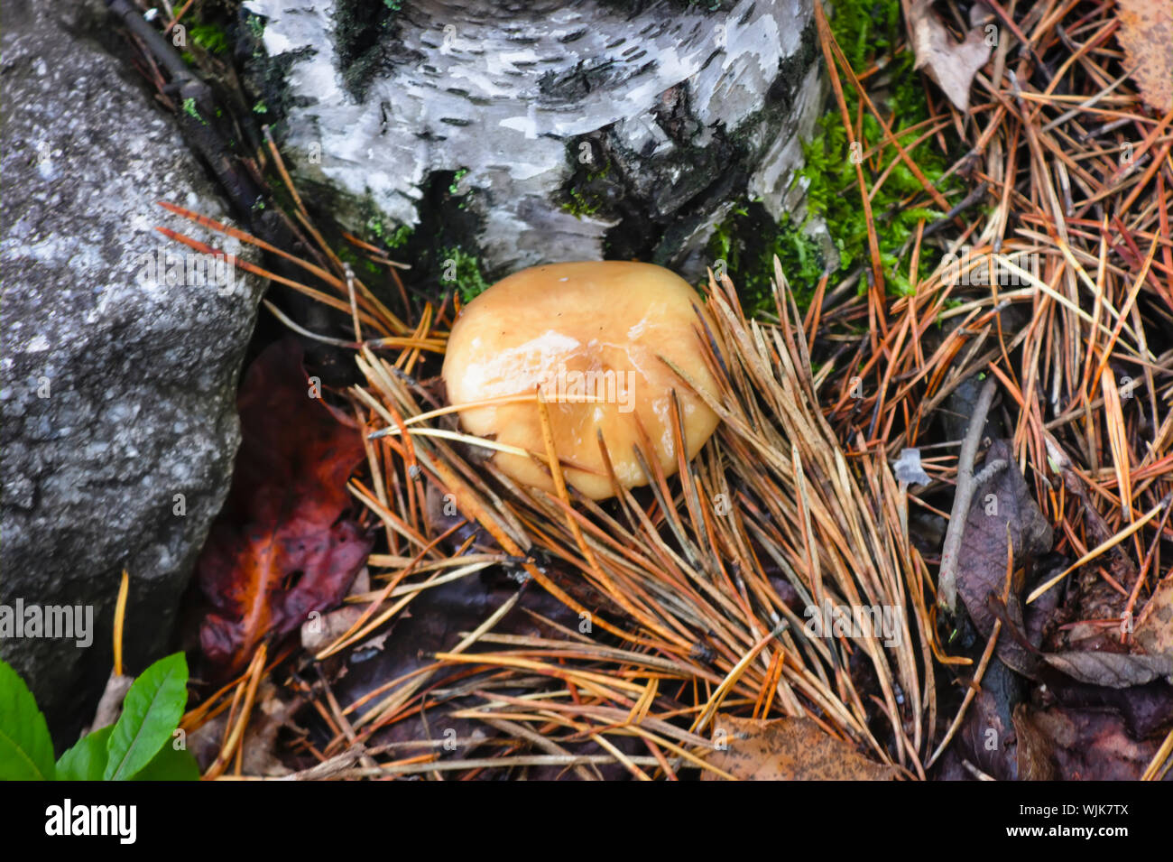Xerocomus badius mushroom is growing in the forest Stock Photo - Alamy