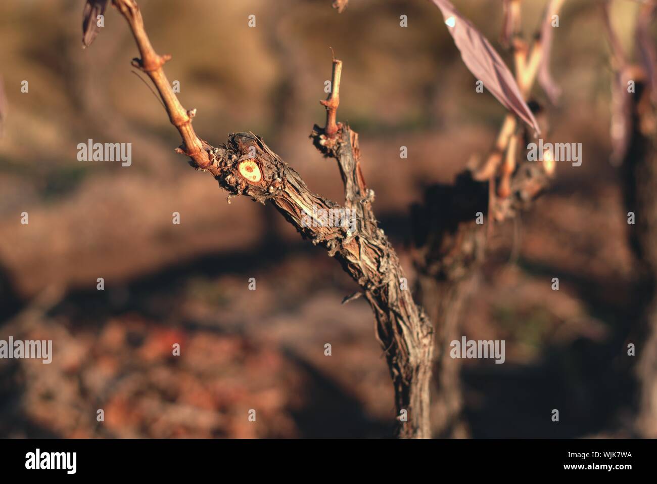 Grapevine after winter pruning in Mendoza, Argentina. Low angle shot ...