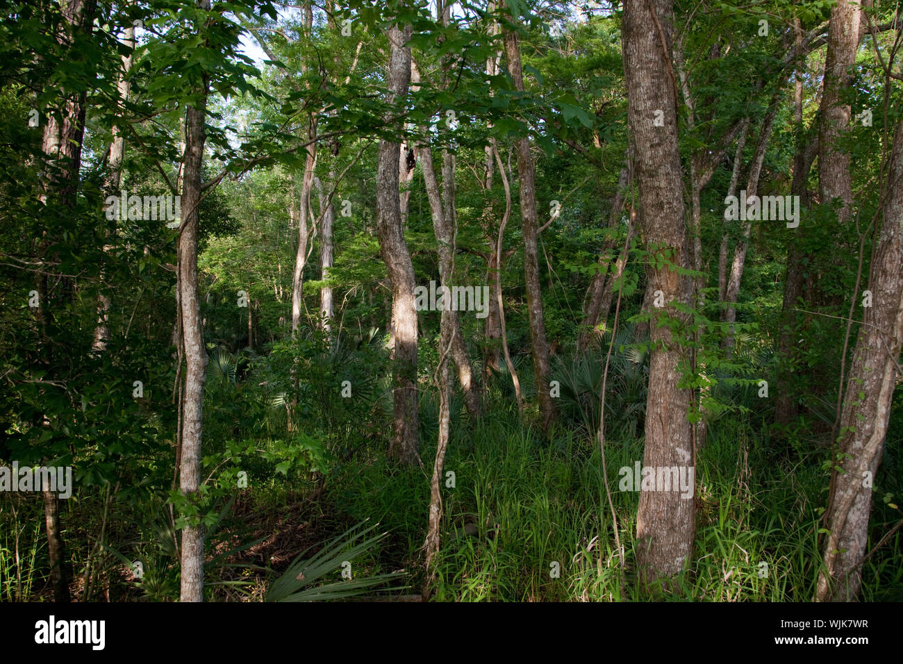 Historic Blakeley State Park located on the Tensaw River in Alabama is ...